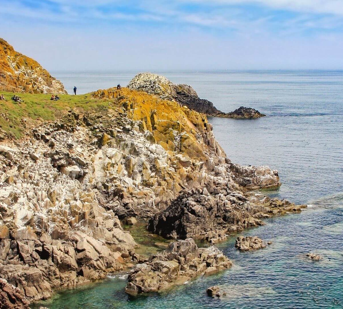 Saltee Island | Places to See in Wexford | Crown Quarter Hotel