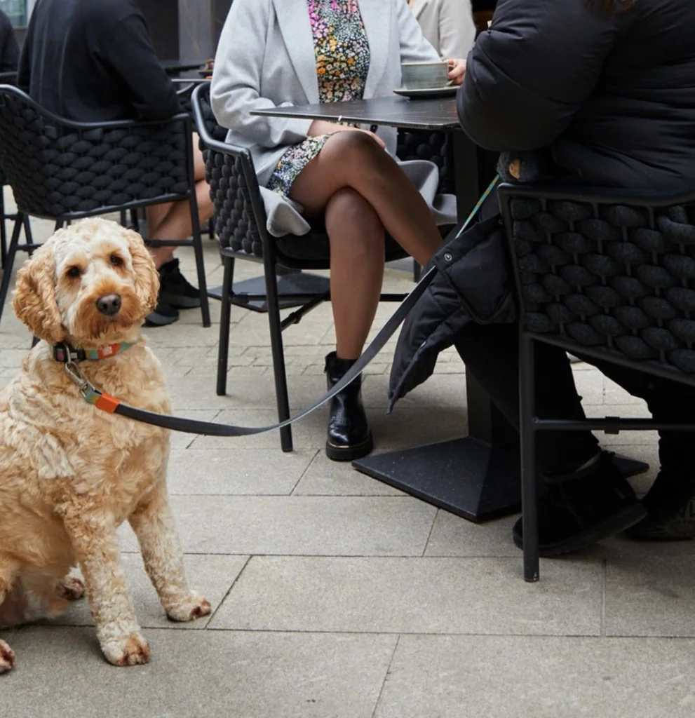 Dog Friendly Dining | Dog Friendly Restaurants Wexford